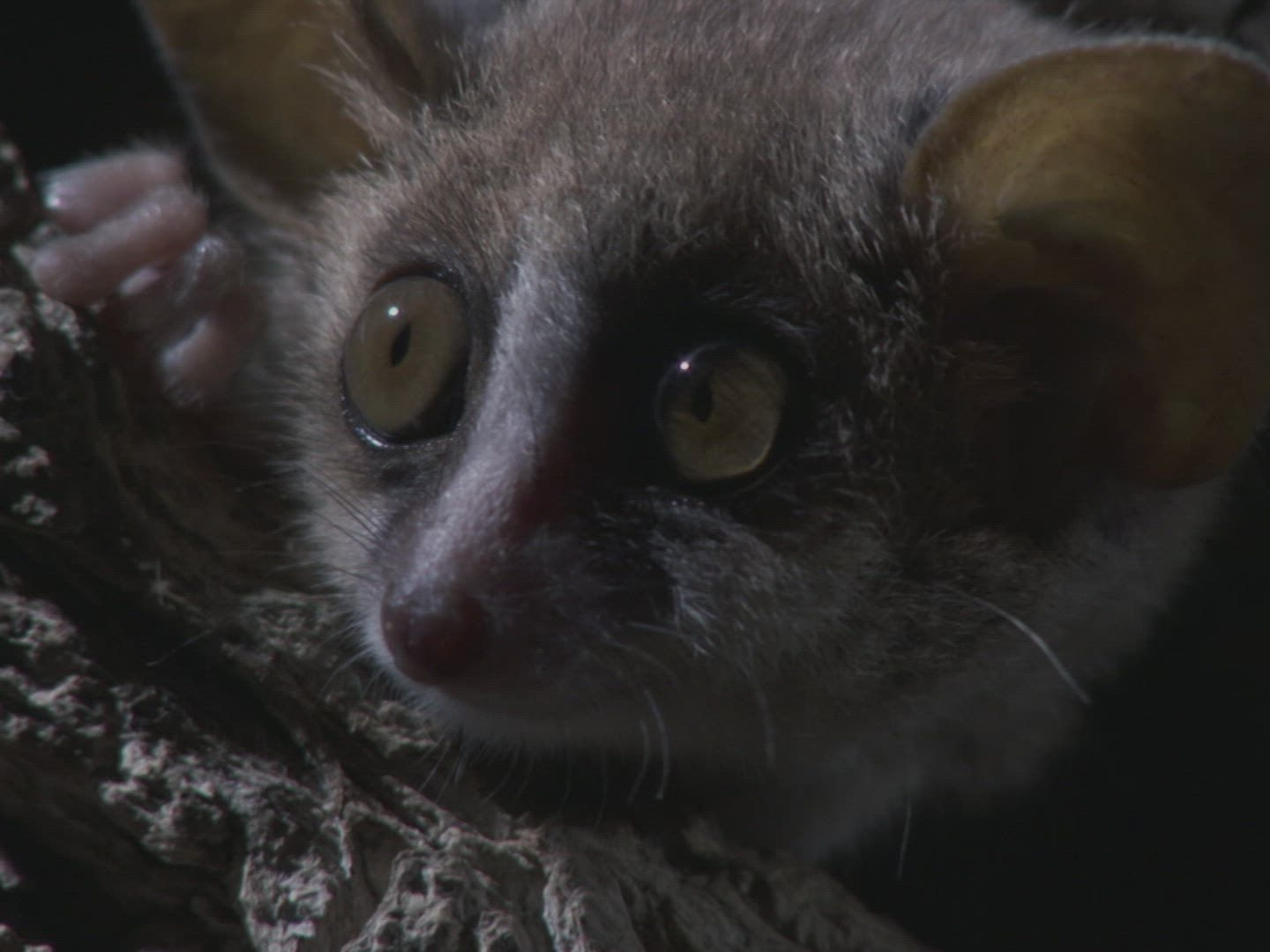 Prime Video: Super Small Animals - Season 1