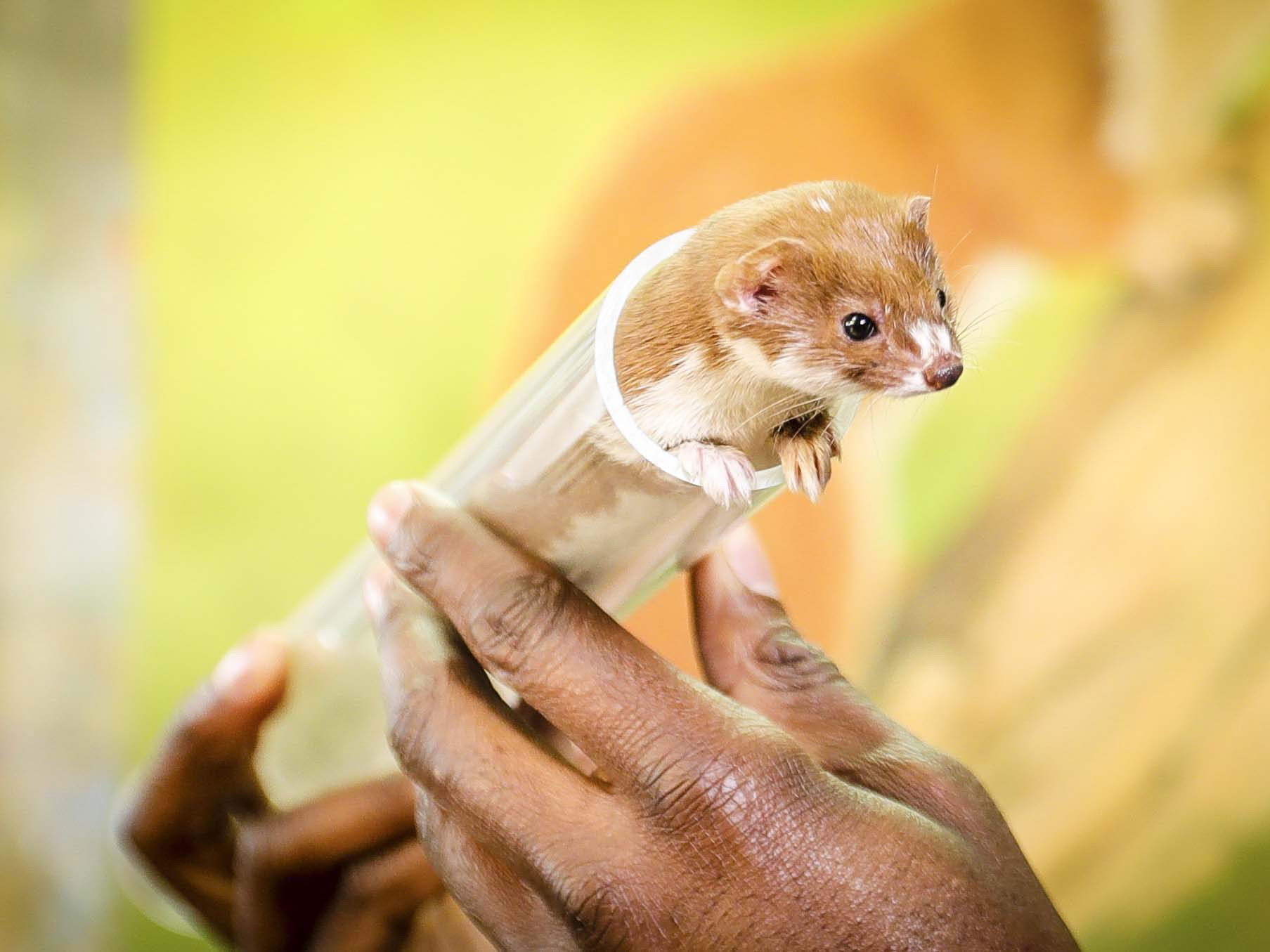 Prime Video: Super Small Animals - Season 1