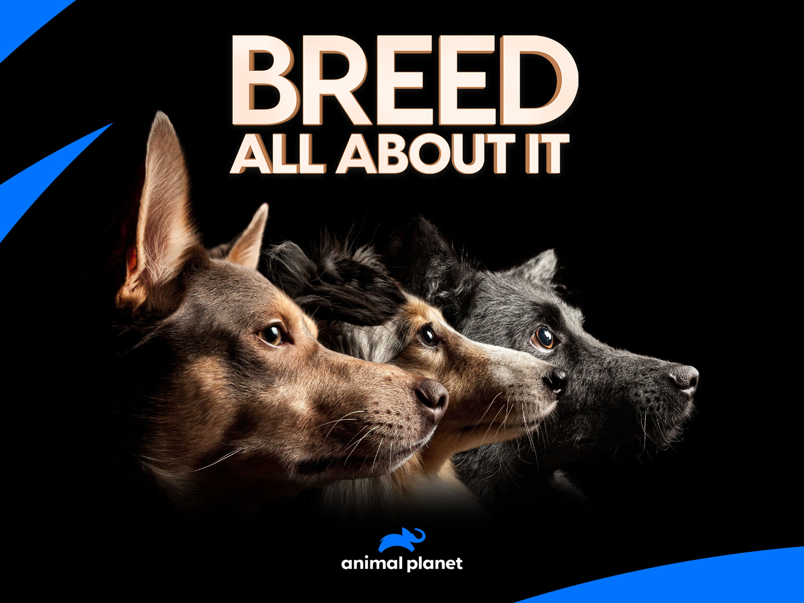 Prime Video: Breed All About It - Season 1