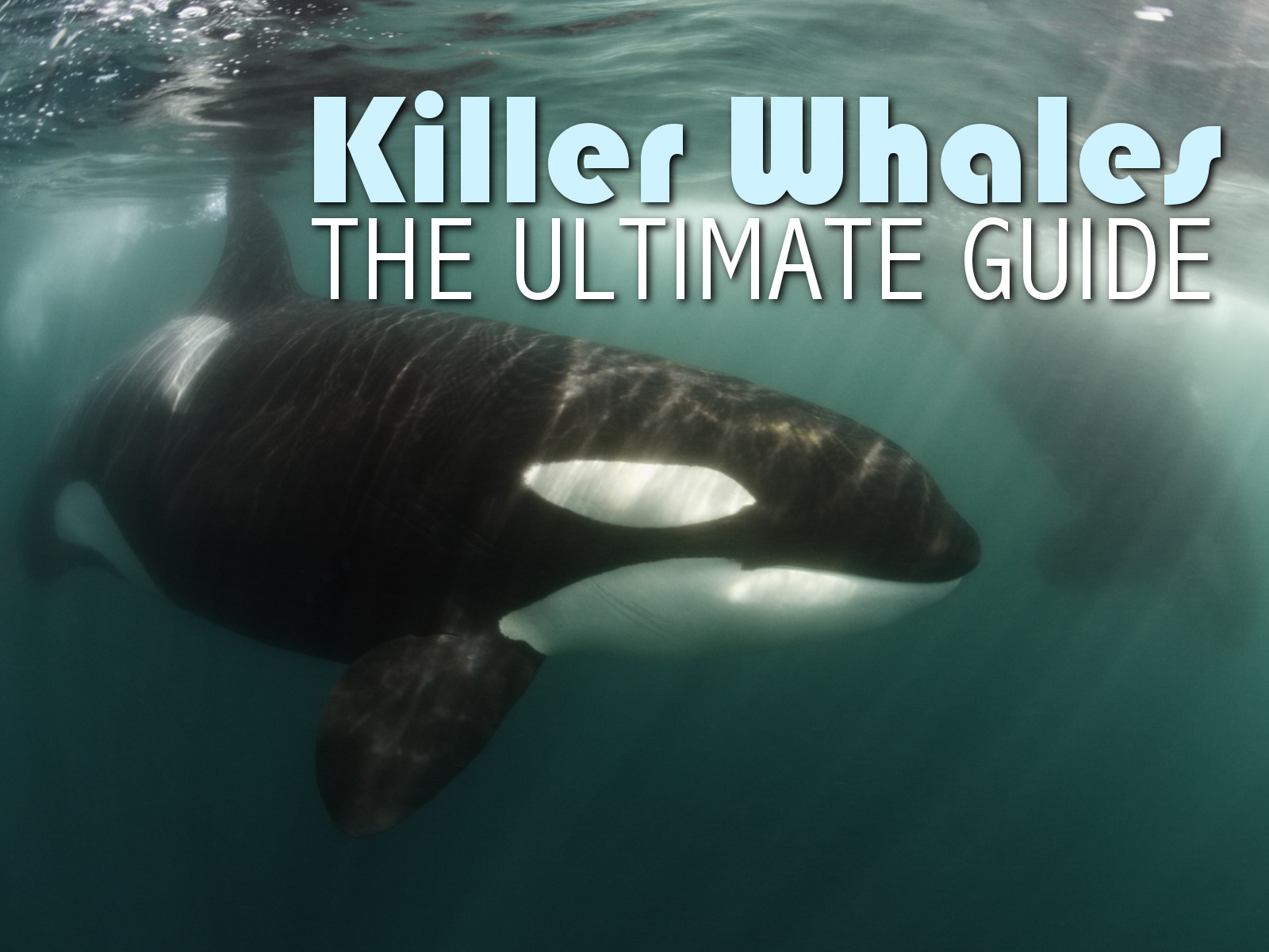 Prime Video: Killer Whales: The Ultimate Guide, Season 1