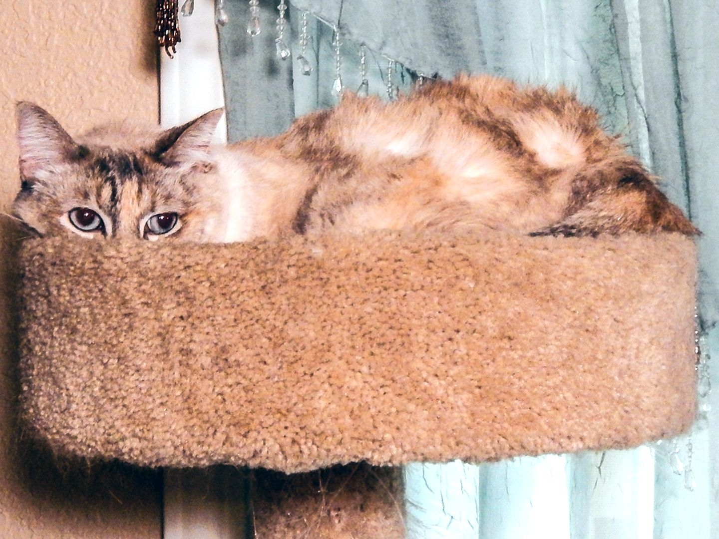 Prime Video: My Cat From Hell - Season 5