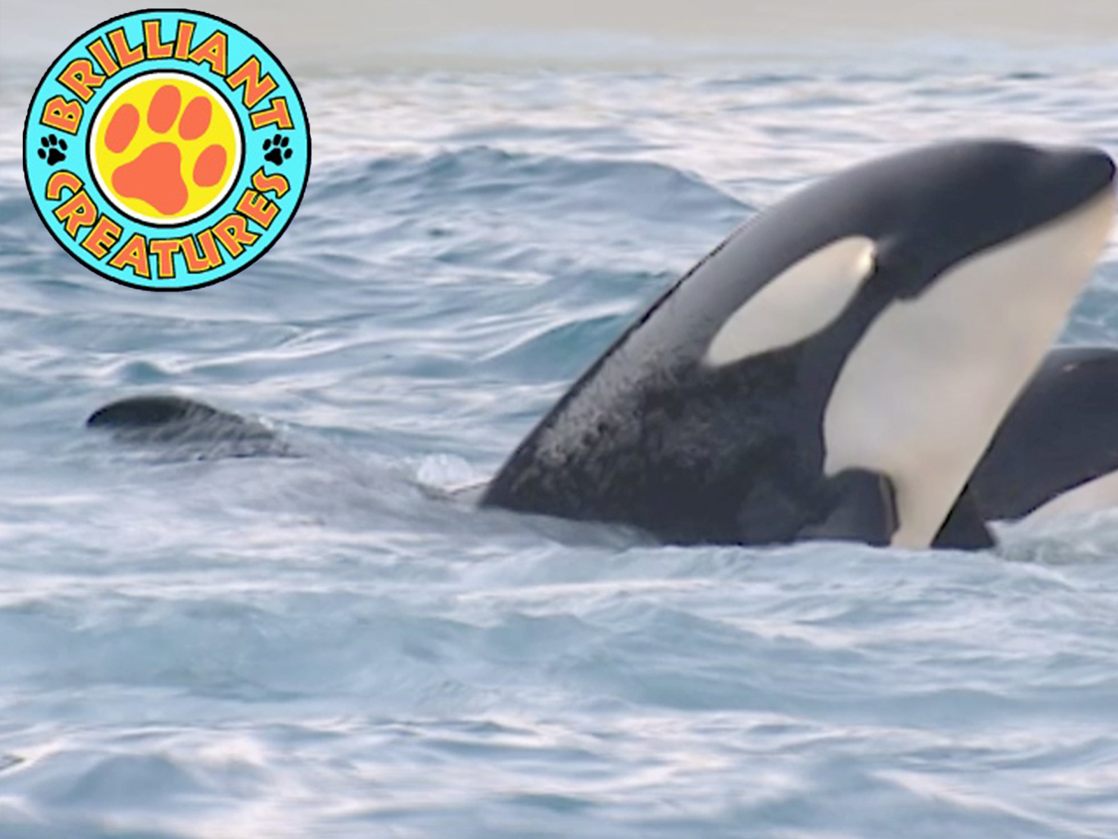 Prime Video: Brilliant Creatures