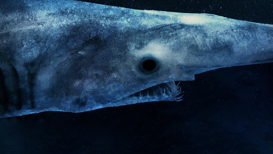 Prime Video: Requins des abysses 3 - Season 1