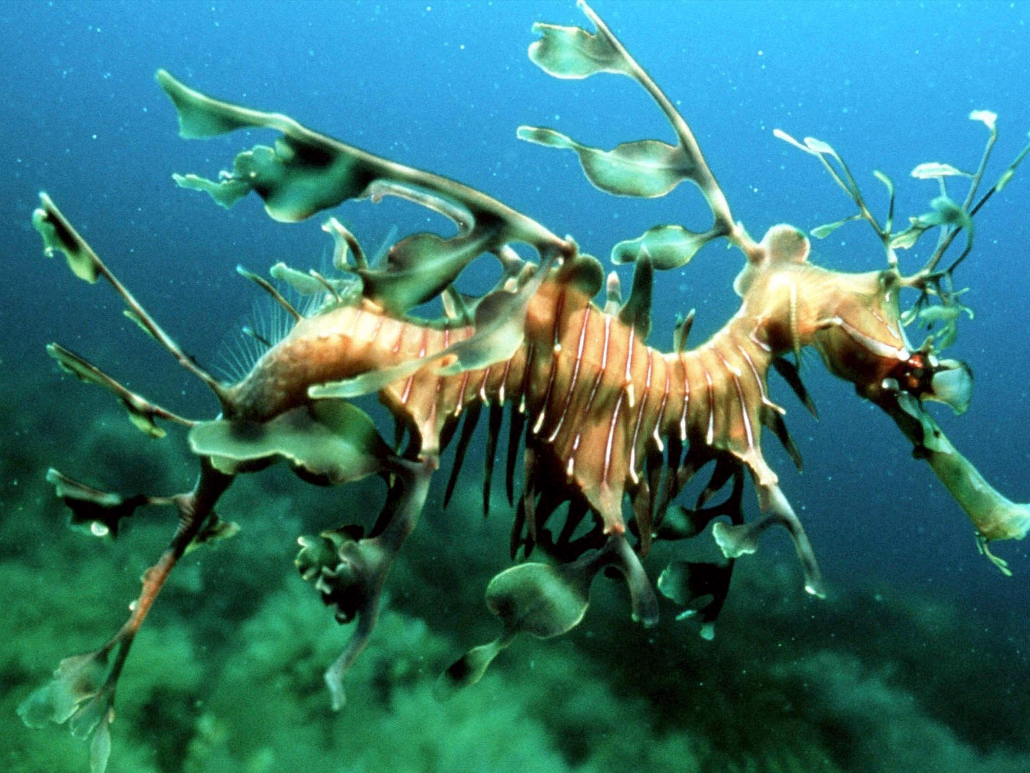 Prime Video: Blue Planet: Seas of Life - Season 1