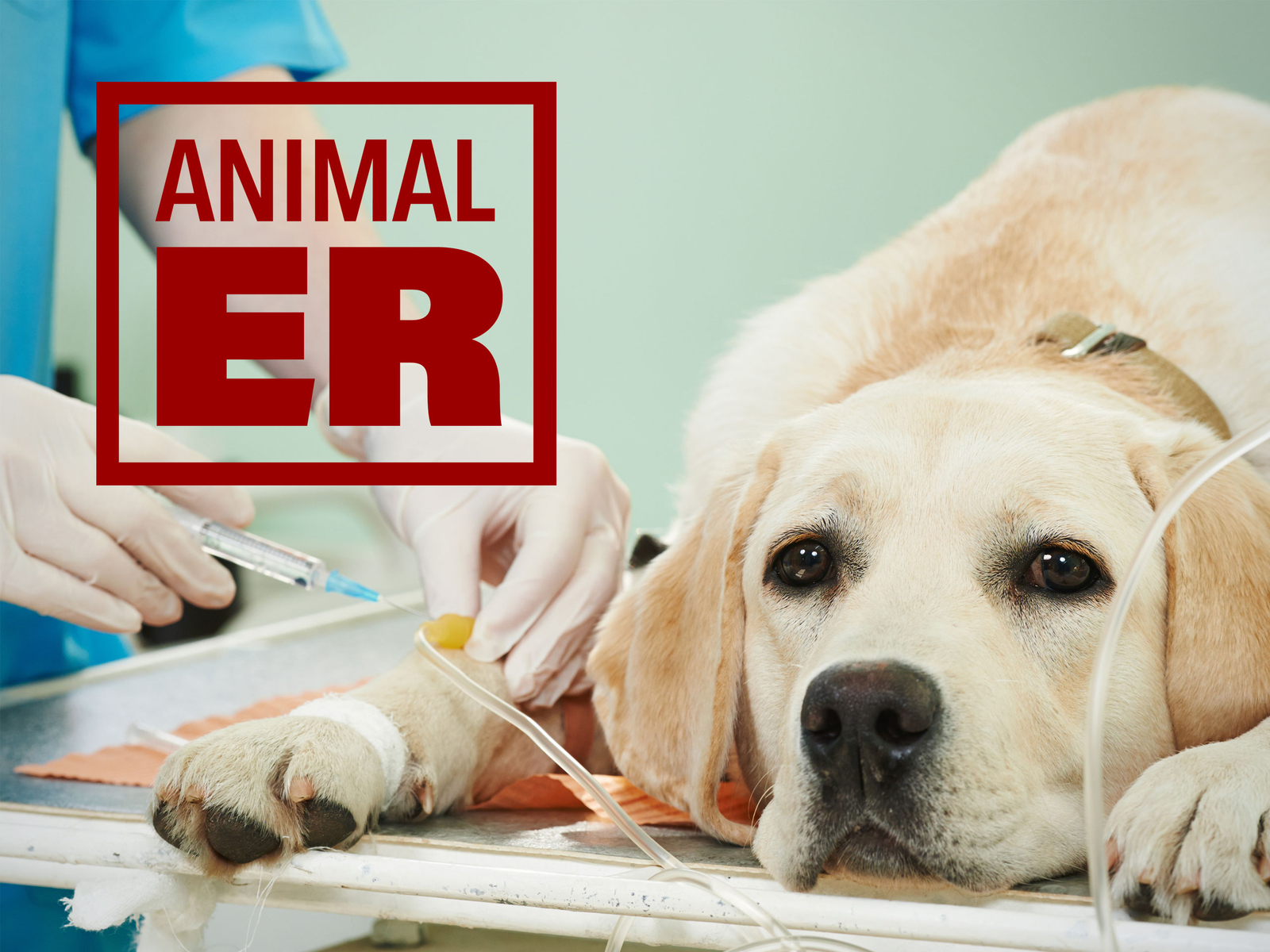 Prime Video: Animal ER - Season 1