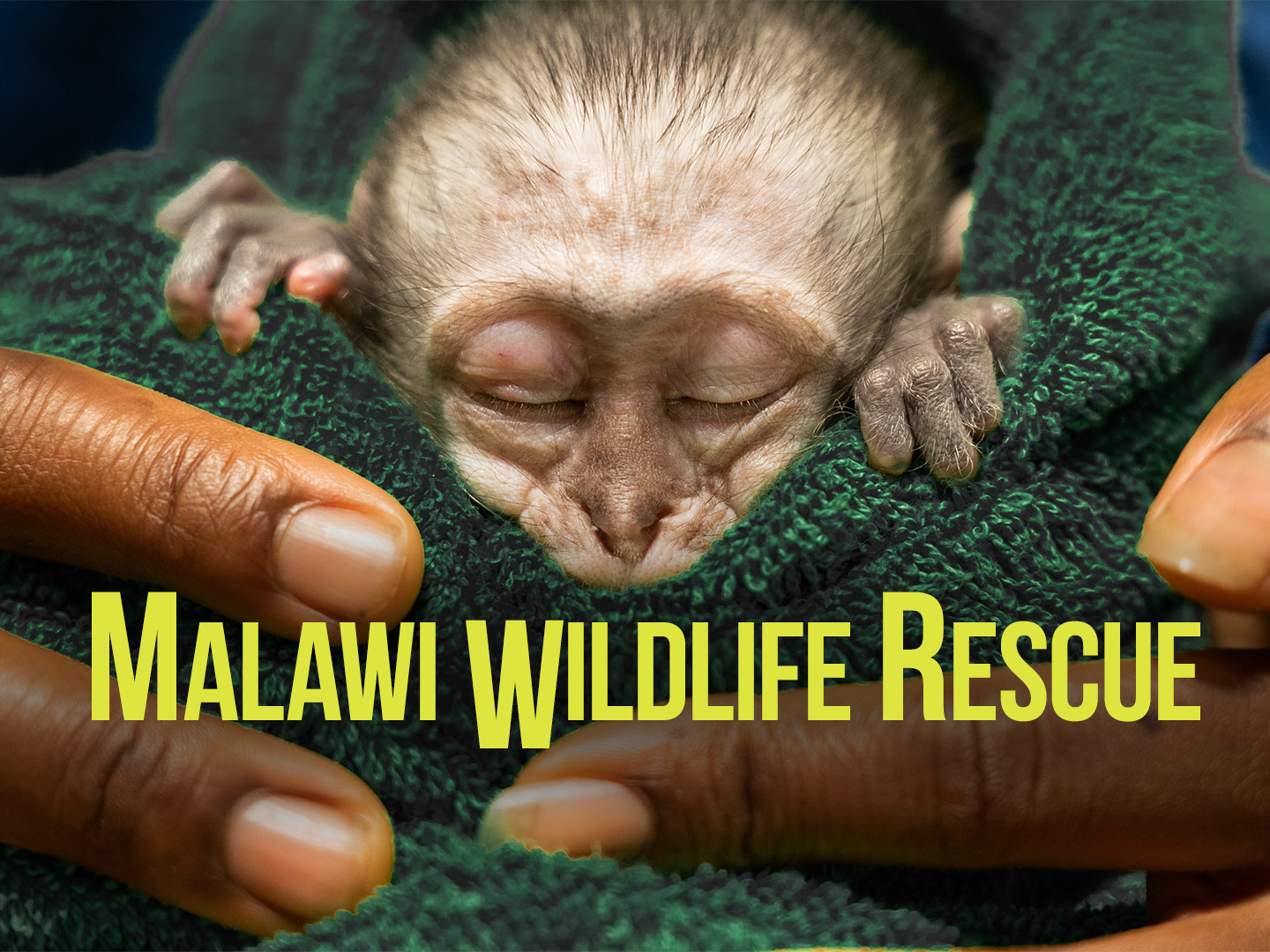 Prime Video: Malawi Wildlife Rescue