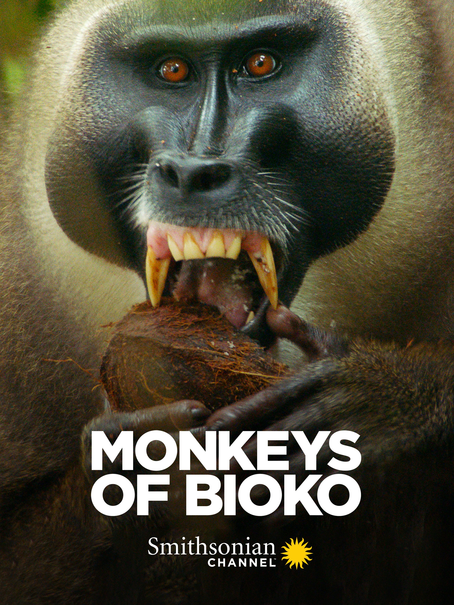 Prime Video: Monkeys of Bioko