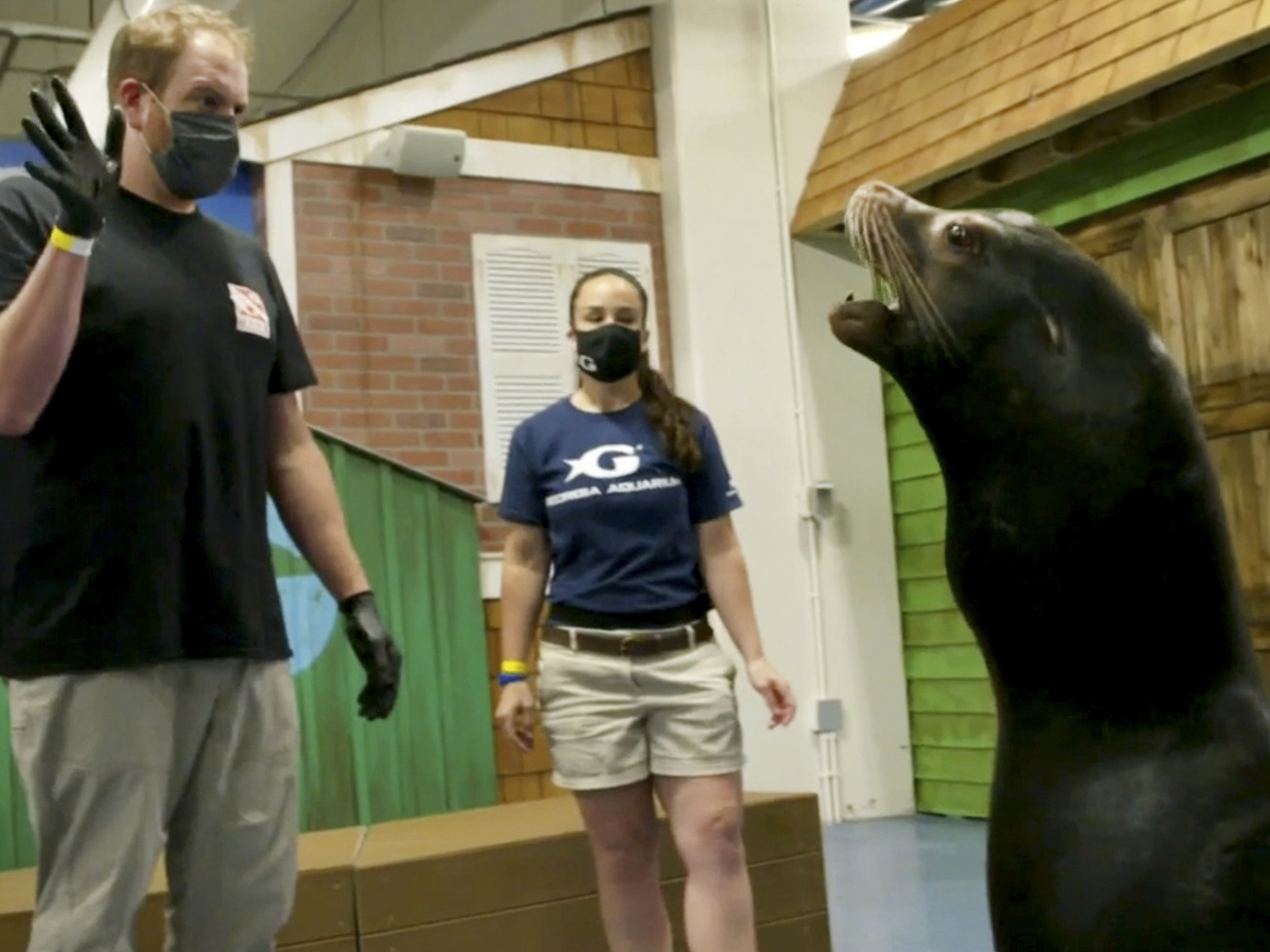 Prime Video: Shark Week - Season 2020