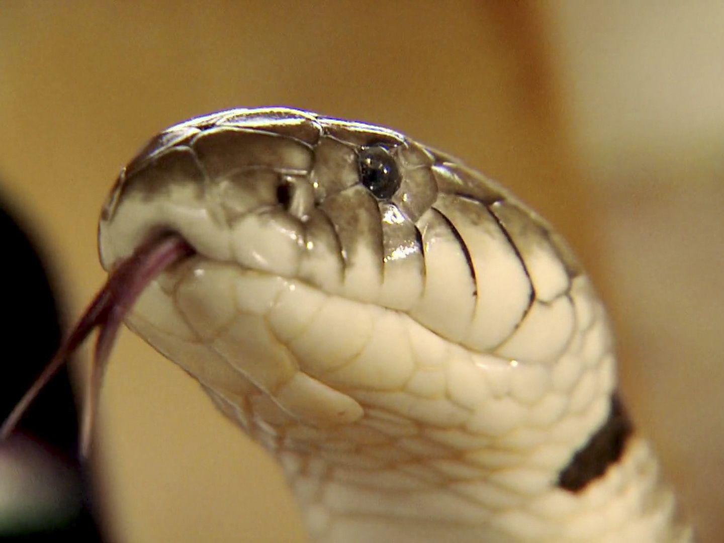 Prime Video: Swamp Brothers - Season 1