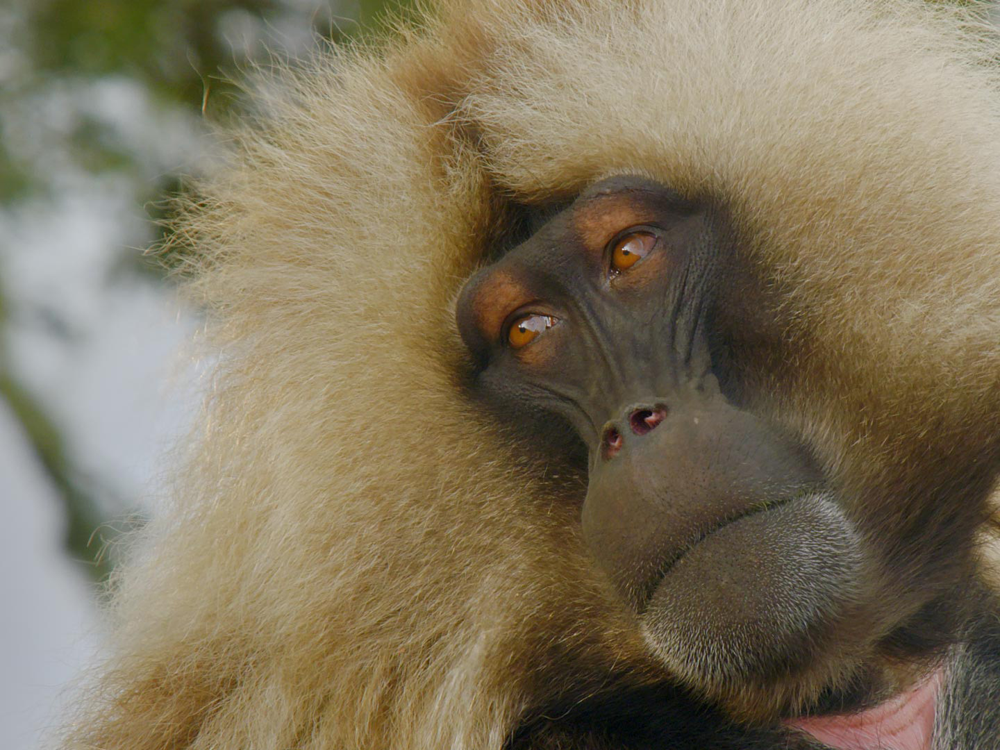 Prime Video: Land of Primates