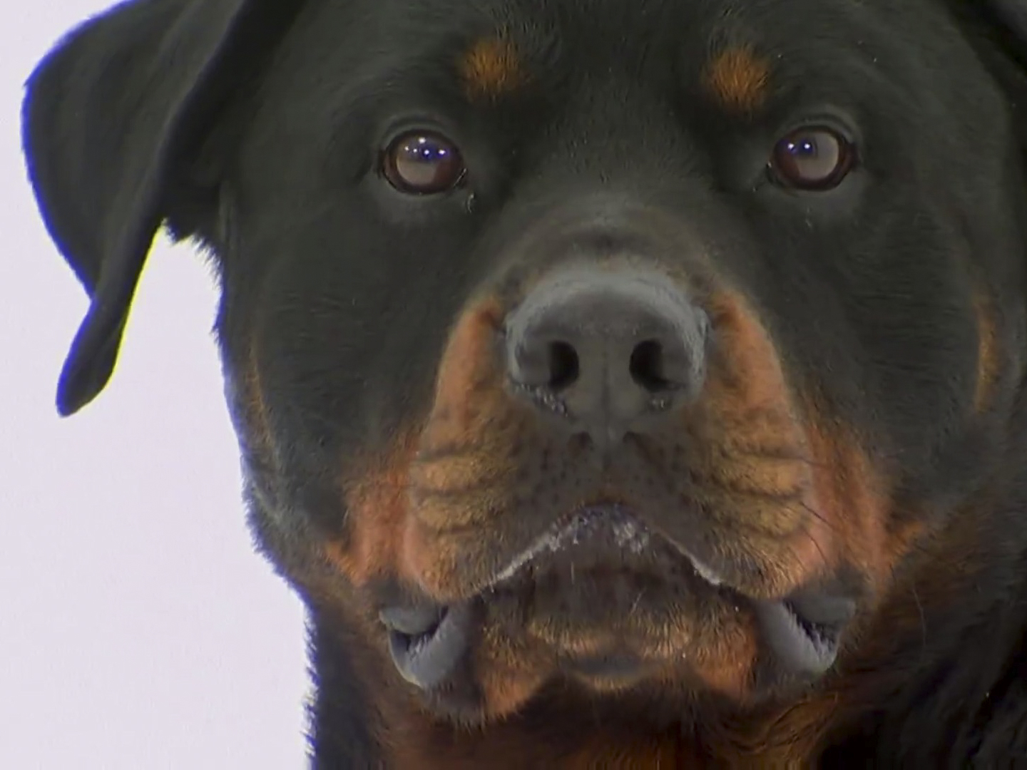 Prime Video: Dogs 101: New Tricks - Season 1