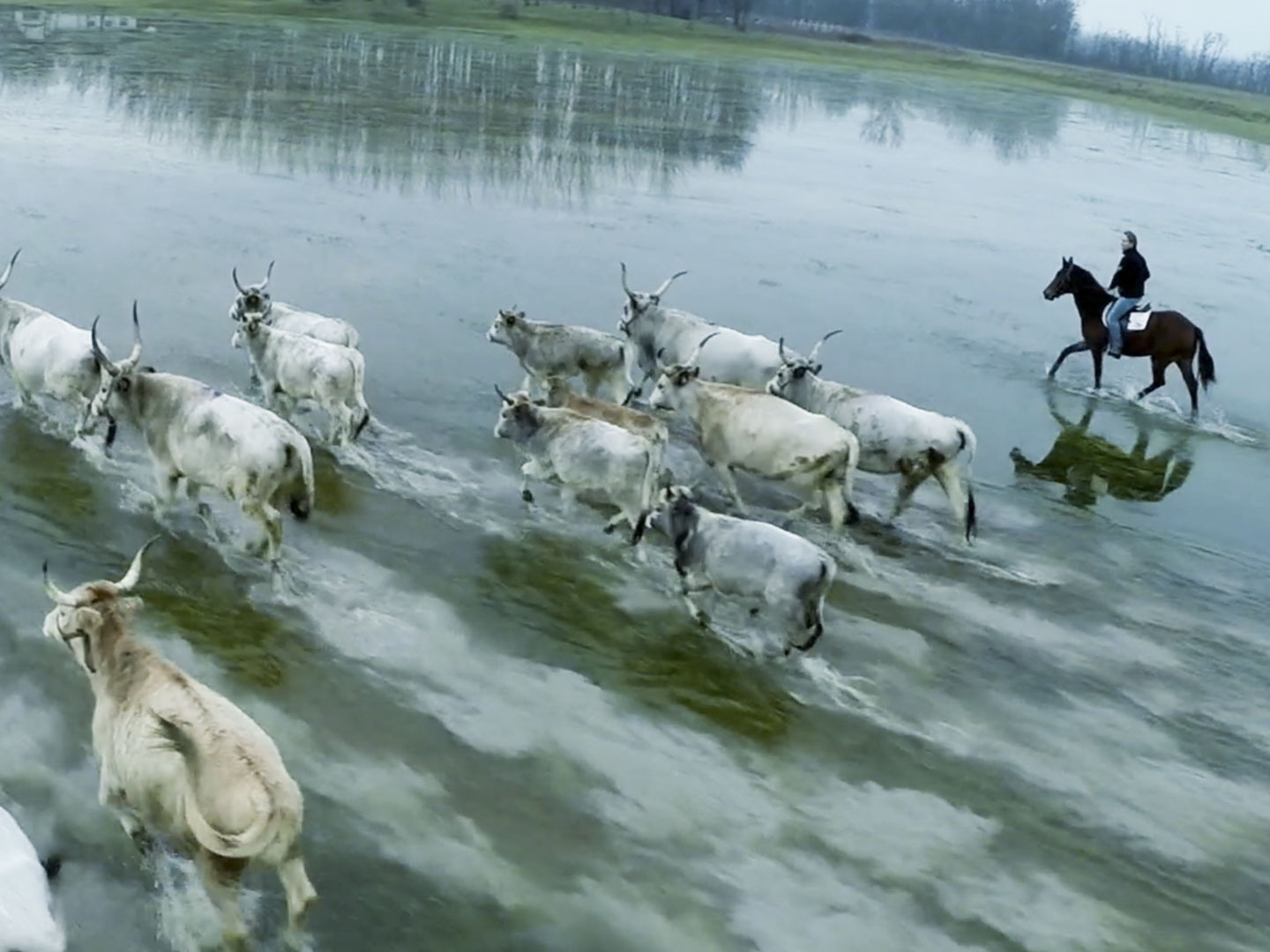 Prime Video: Zoltan the Wolfman - Season 1