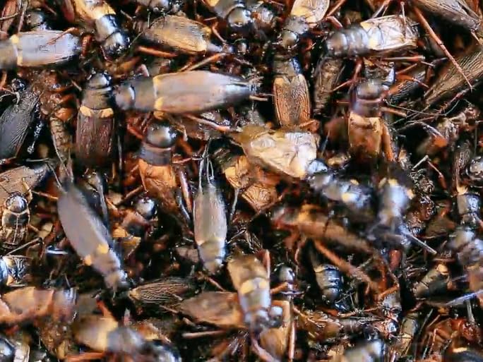 Prime Video: Strange Evidence - Season 4