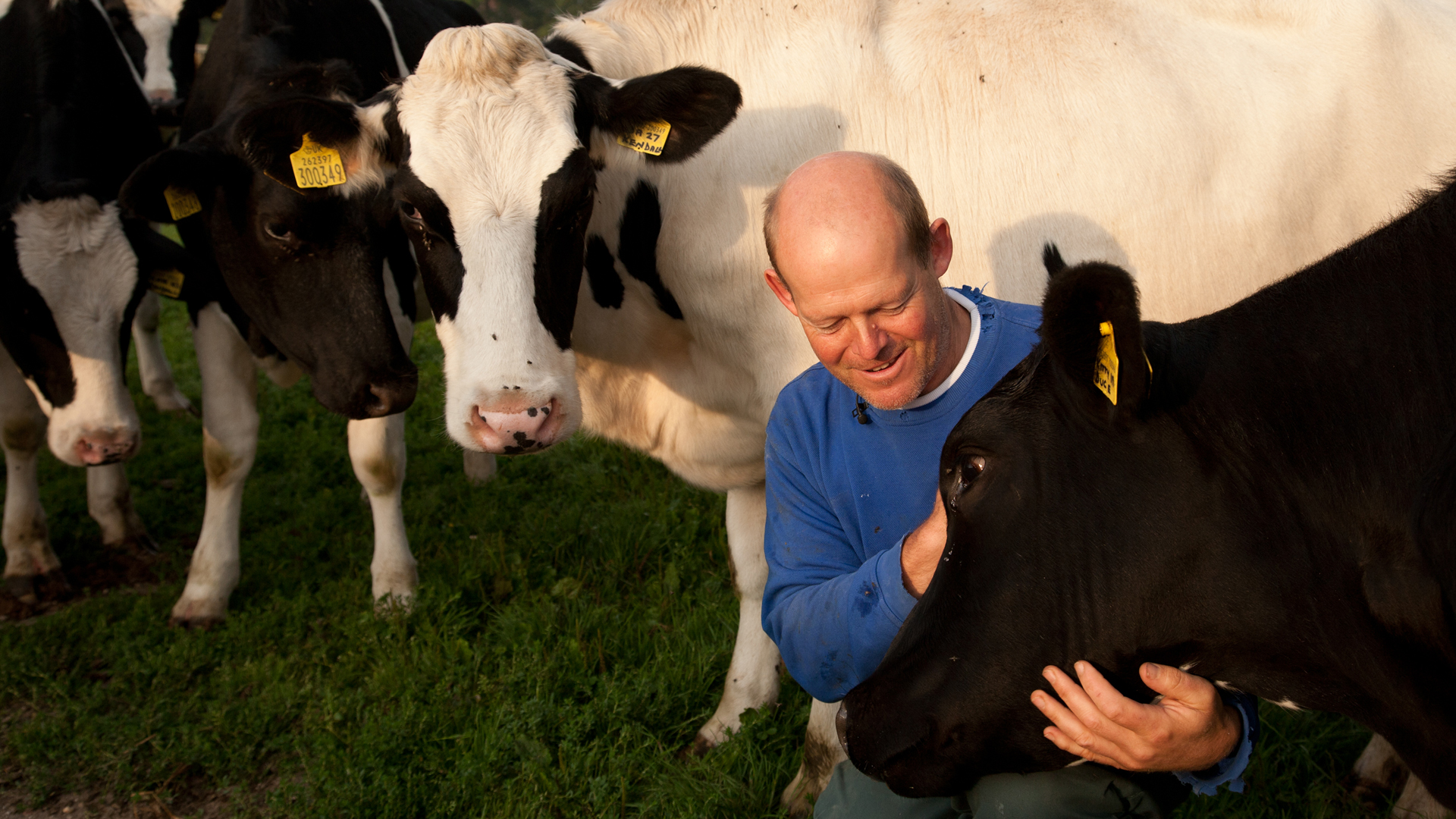 Prime Video: The Moo Man