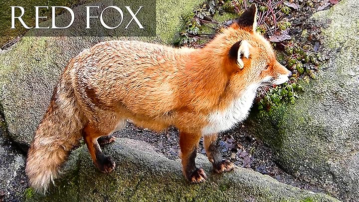Animals In The Deciduous Forest Fox