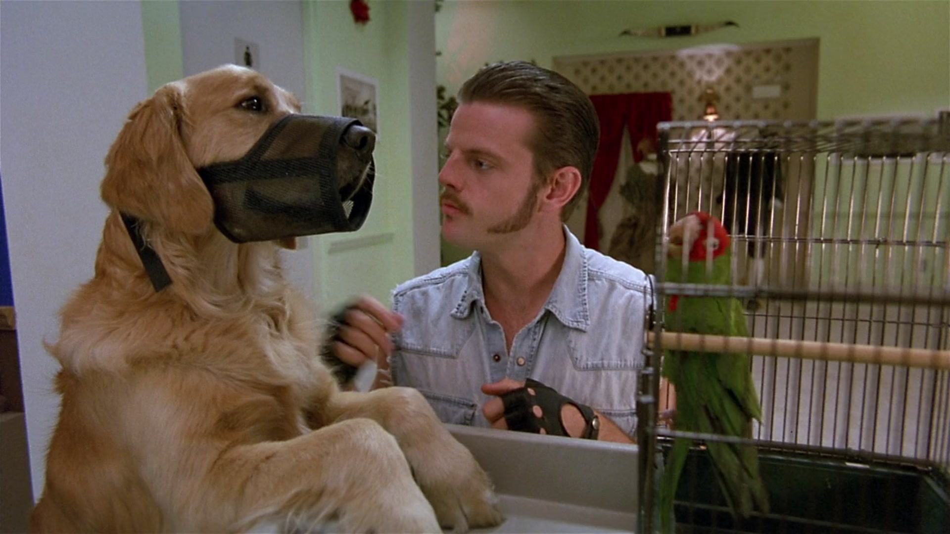 Amazon.de: Air Bud 5 - Vier Pfoten schlagen auf ansehen | Prime Video