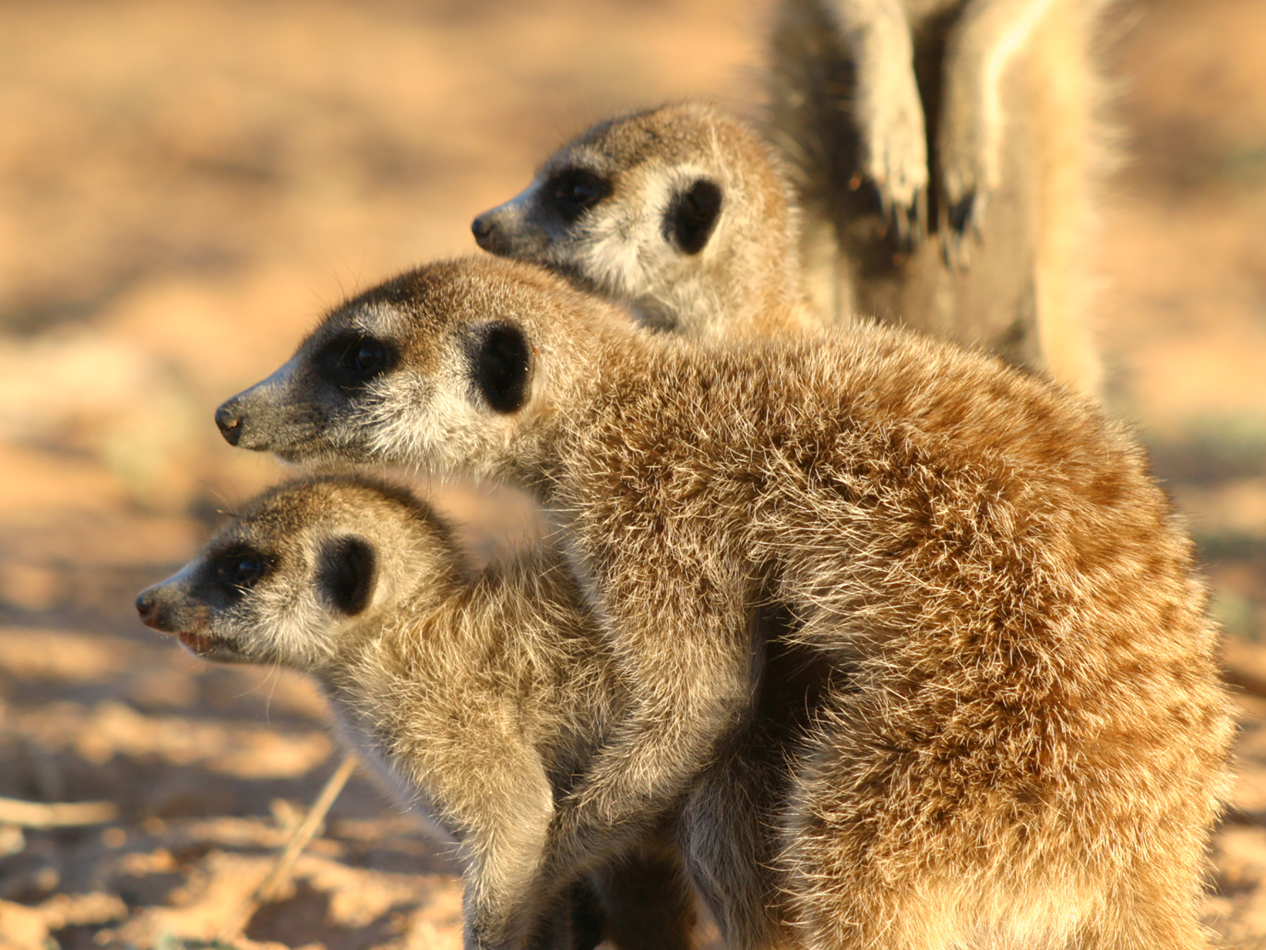 Meerkat Manor Mozart Pups