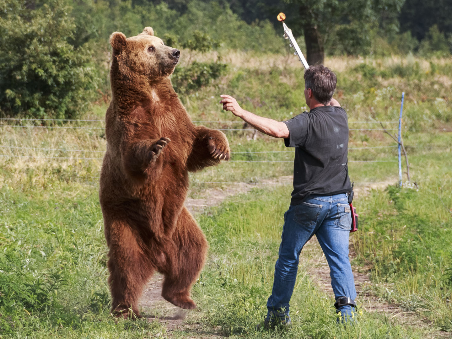 Prime Video: Zoltan the Wolfman - Season 1