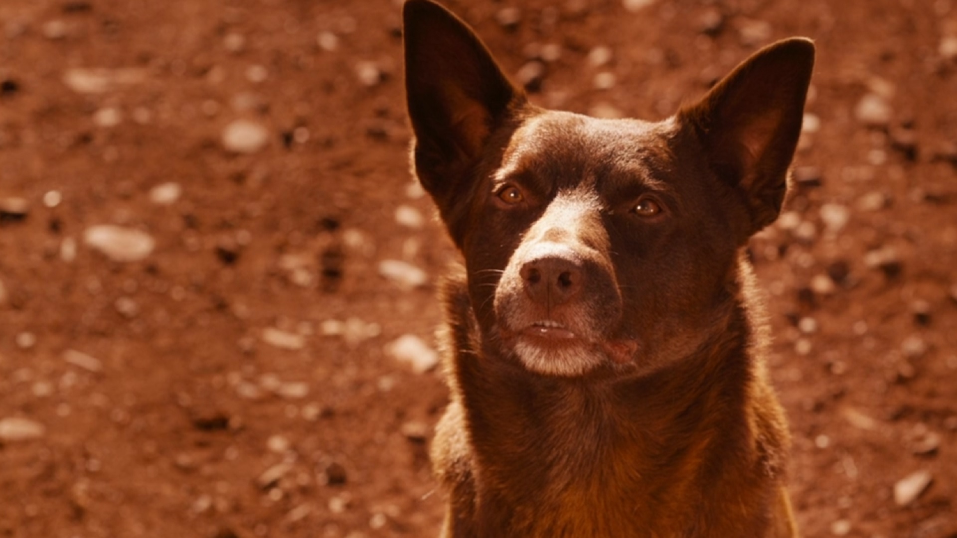 What Happened Red Dog