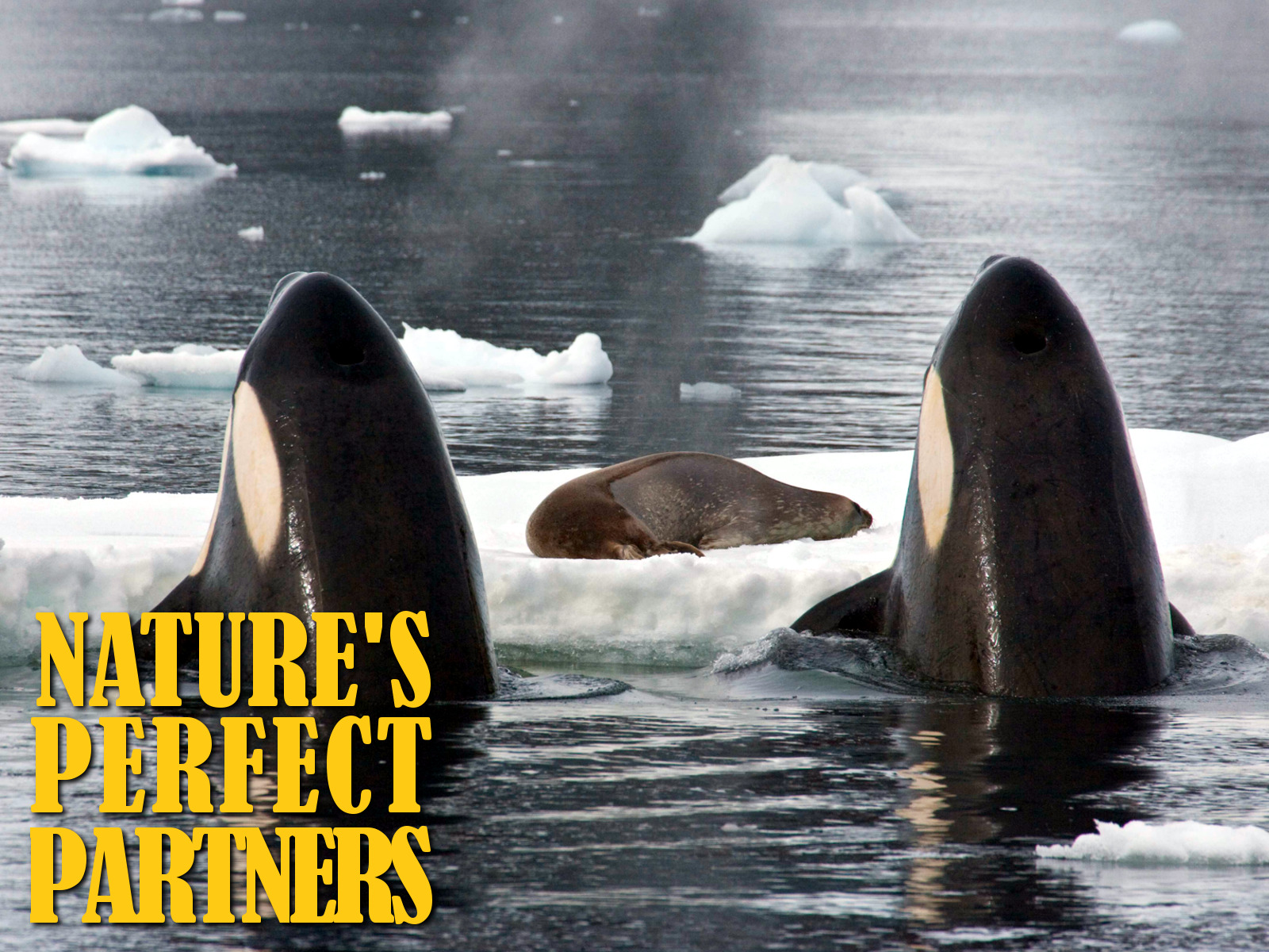 Prime Video: Nature's Perfect Partners, Season 1