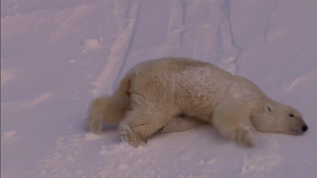 Prime Video: Planet Earth Season 1 (Narrator - David Attenborough)