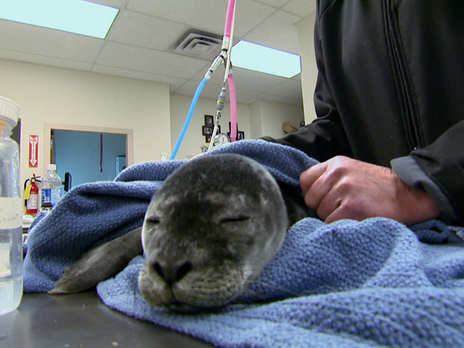 Prime Video: Hope for Wildlife - Season 1