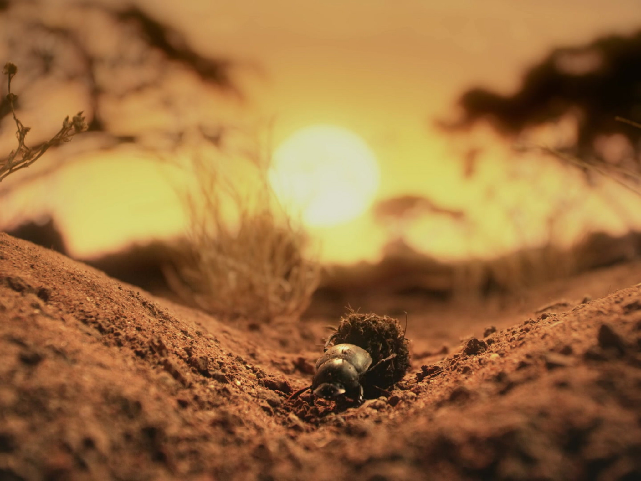 Prime Video: Planet Insect