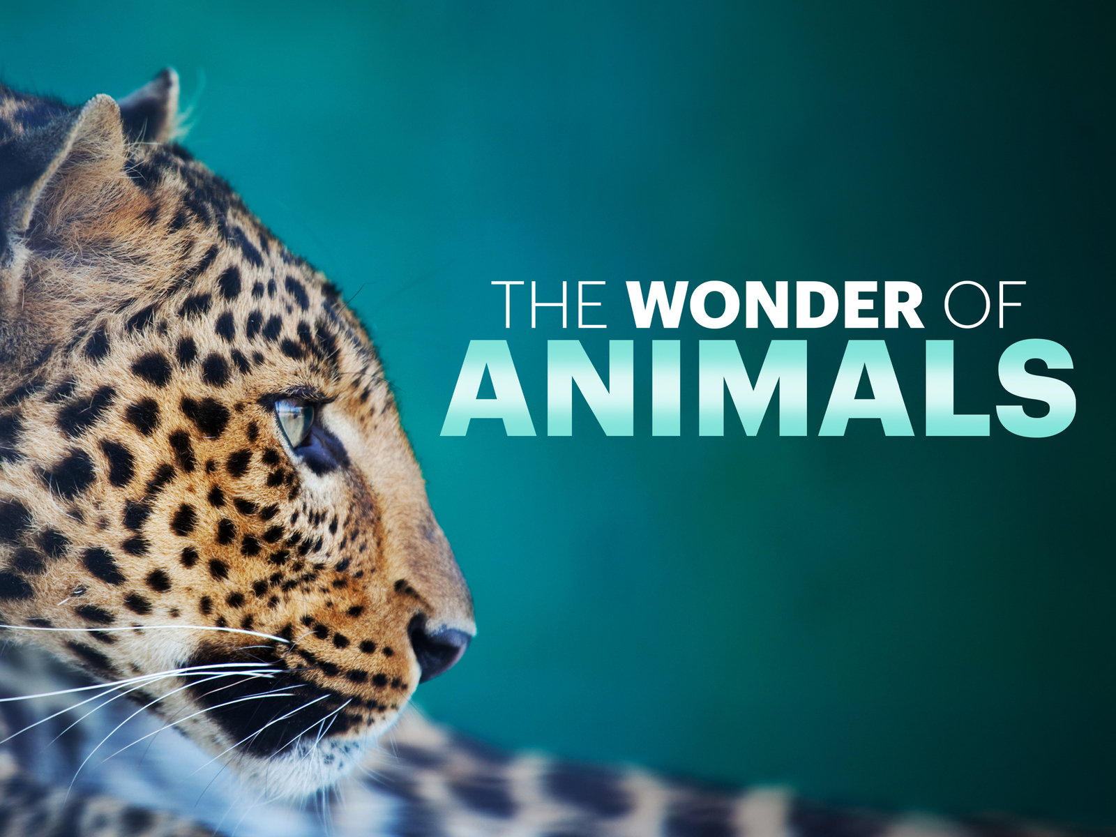 Prime Video: The Wonder of Animals - Season 1