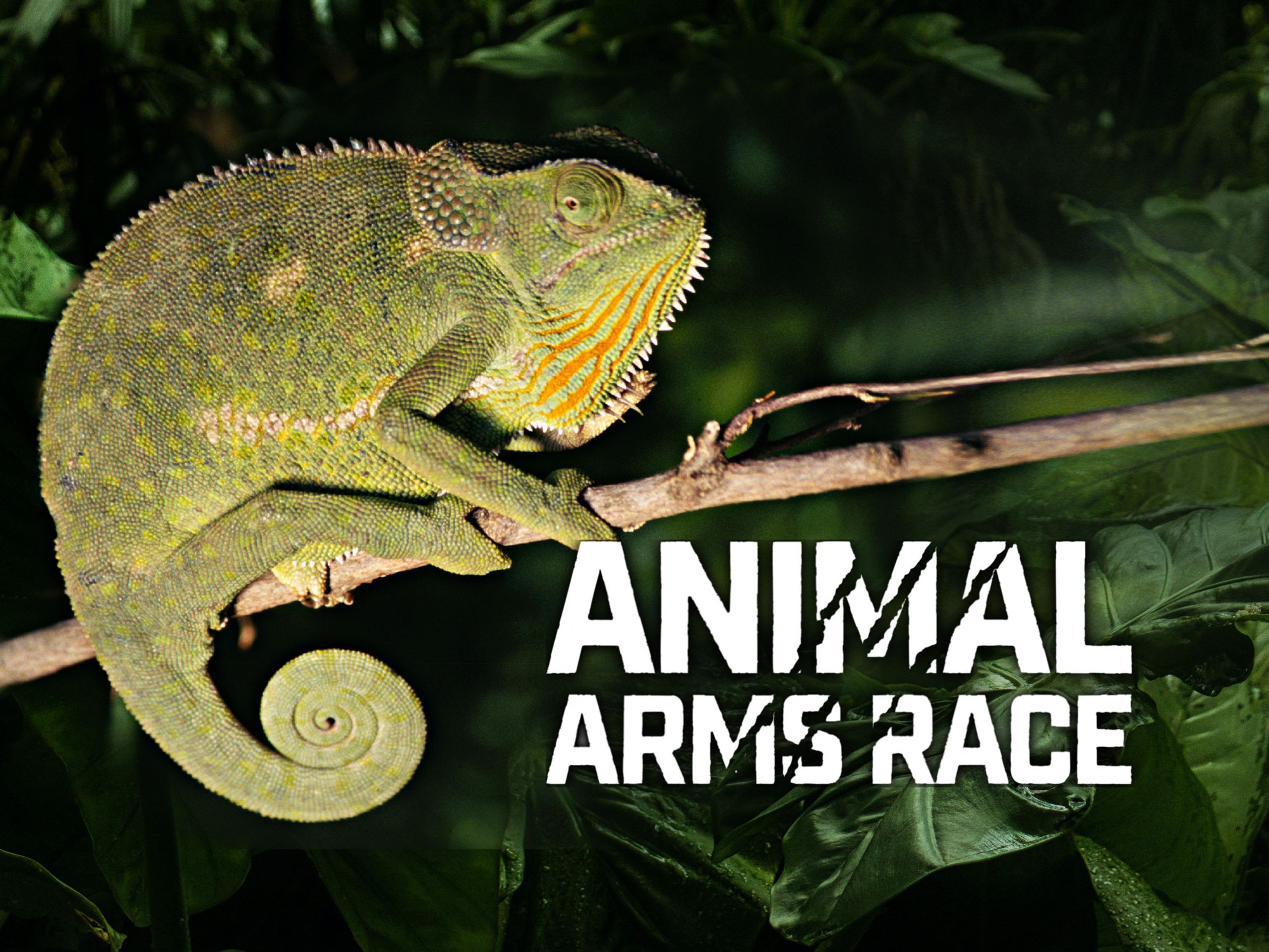 Prime Video: Animal Arms Race - Season 1