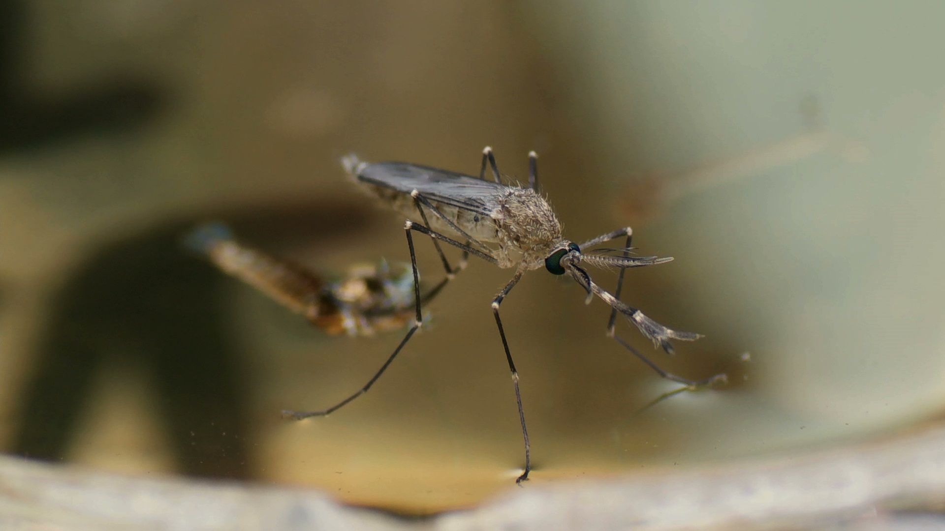 Prime Video: MicroPlanet