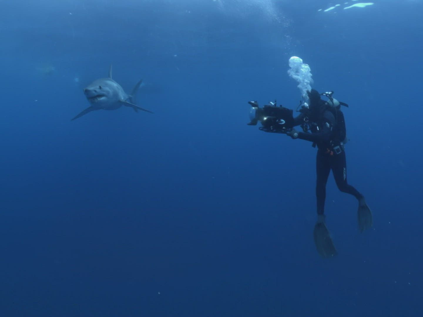 Prime Video: Shark Week - Season 2019