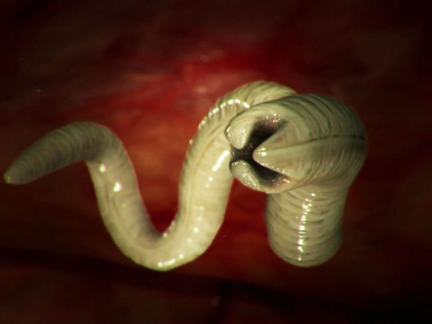 Prime Video: Monsters Inside Me - Season 3