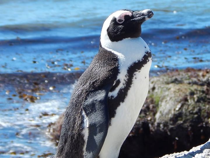 Prime Video: Meet The Penguins - Season 1