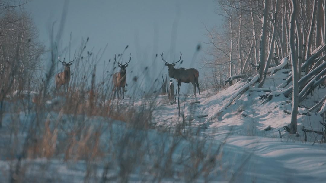 Amazon.com: A Way of Life : Mark Wills, Macey Wills, ---, James Grandy ...