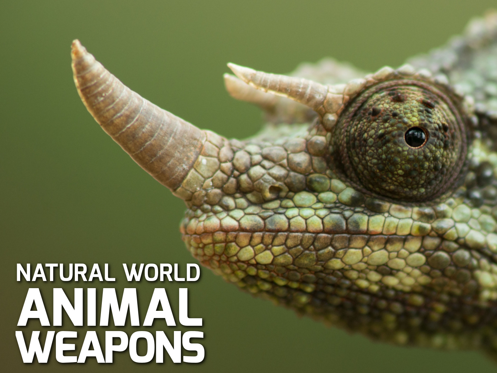 Prime Video: Animal Weapons, Season 1