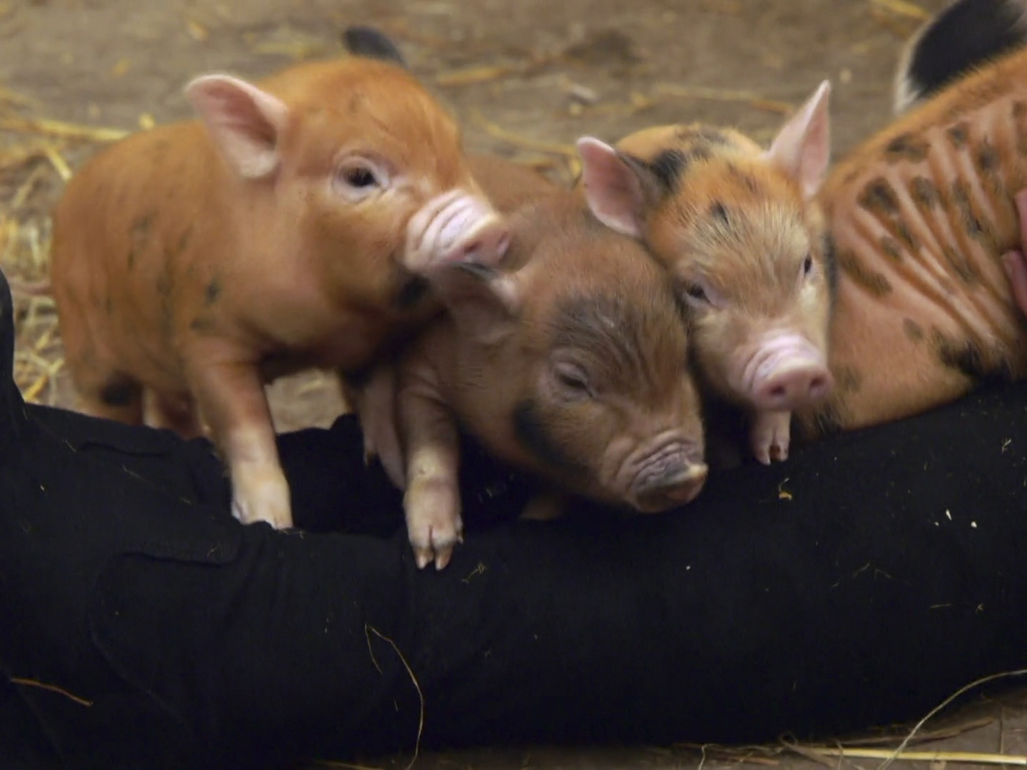 Prime Video: The Secret World of Posh Pets - Season 1