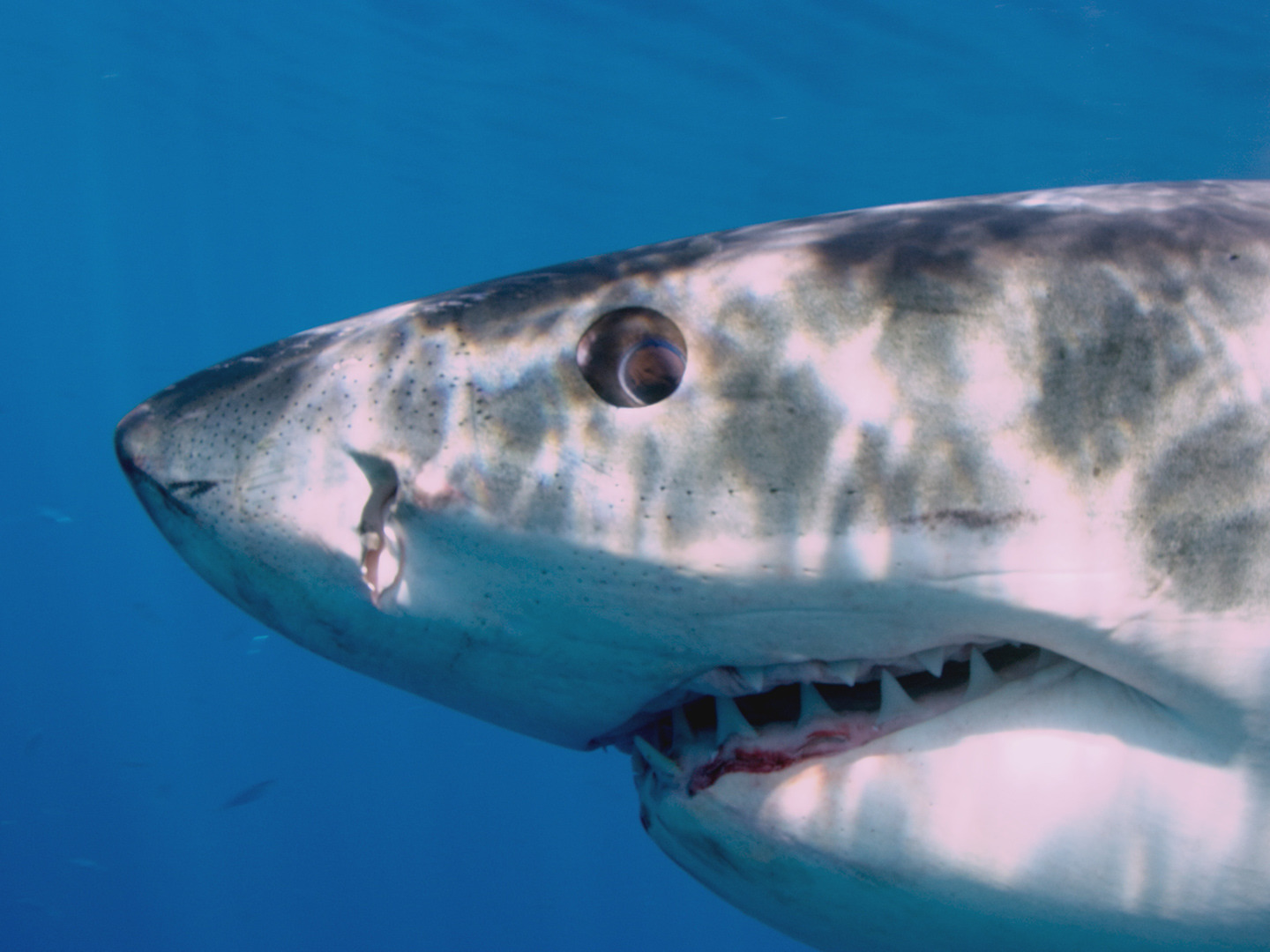 Prime Video: Great Blue Wild - Season 3