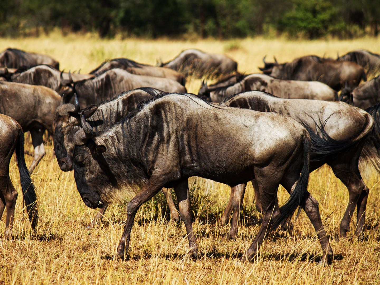 Prime Video: Africa's Predator Zones - Season 1