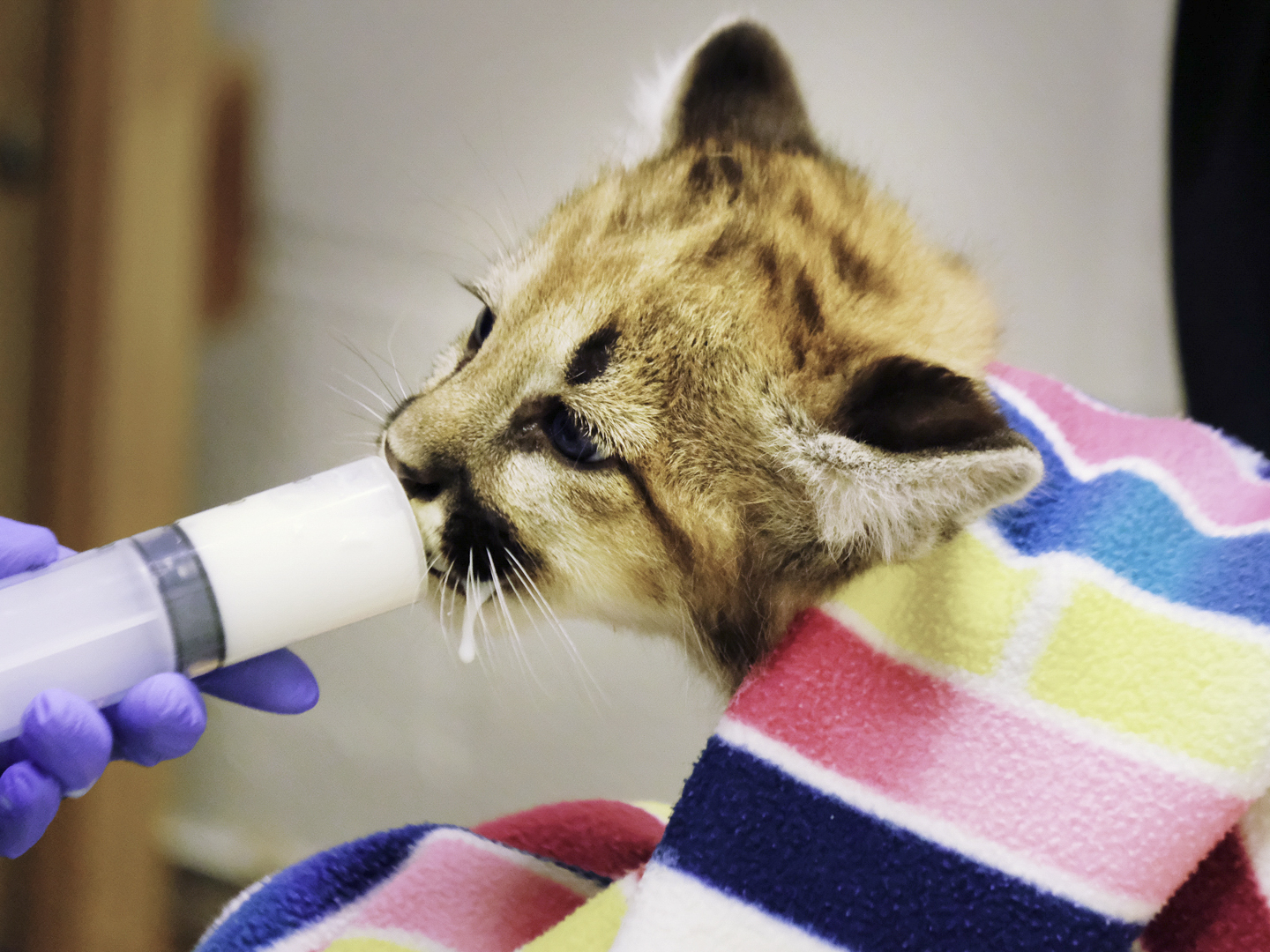 Prime Video: The Zoo - Season 4