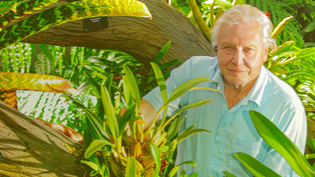 Prime Video: Attenborough's Kingdom of Plants S1