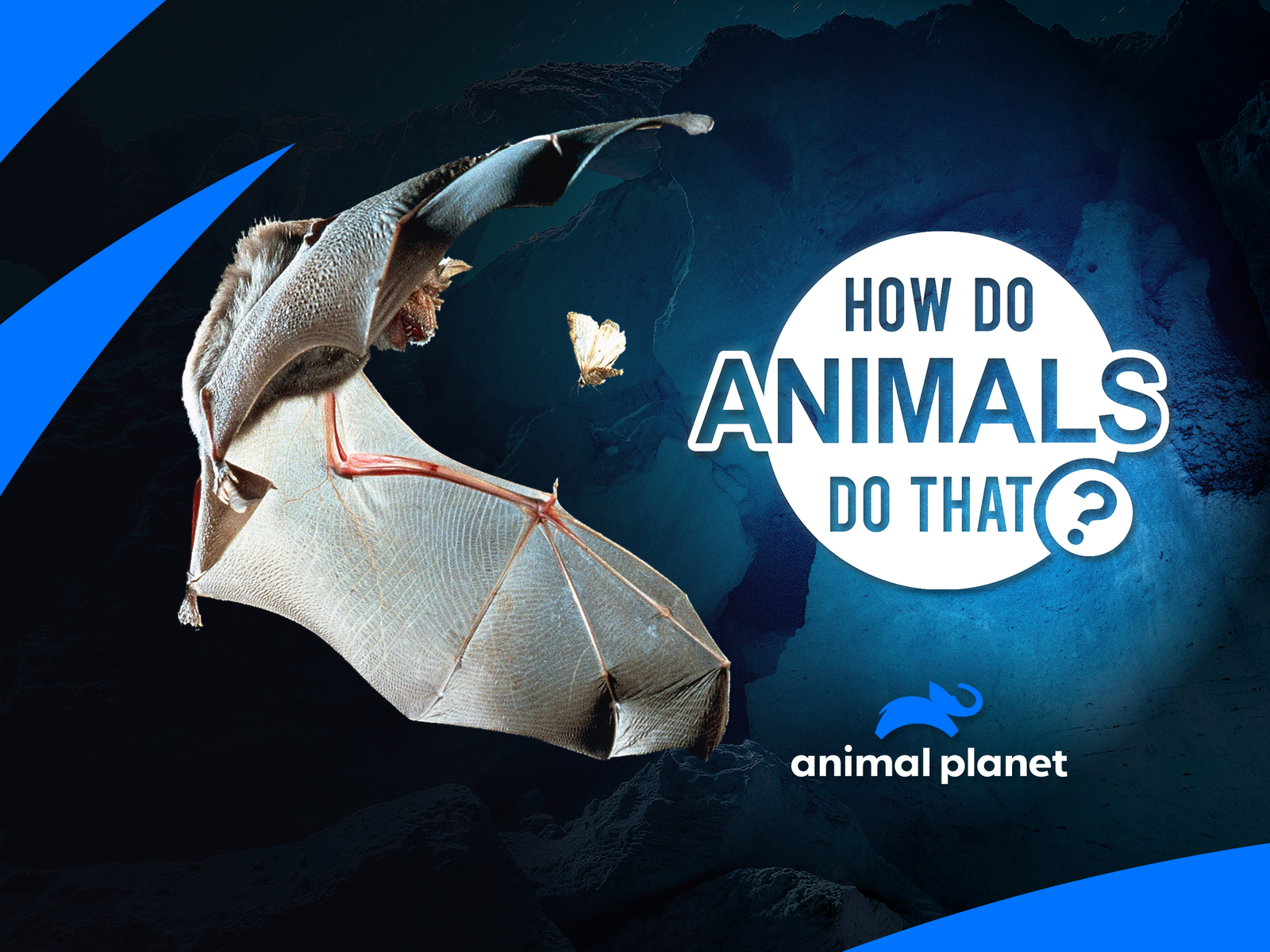 Prime Video: How Do Animals Do That - Season 1