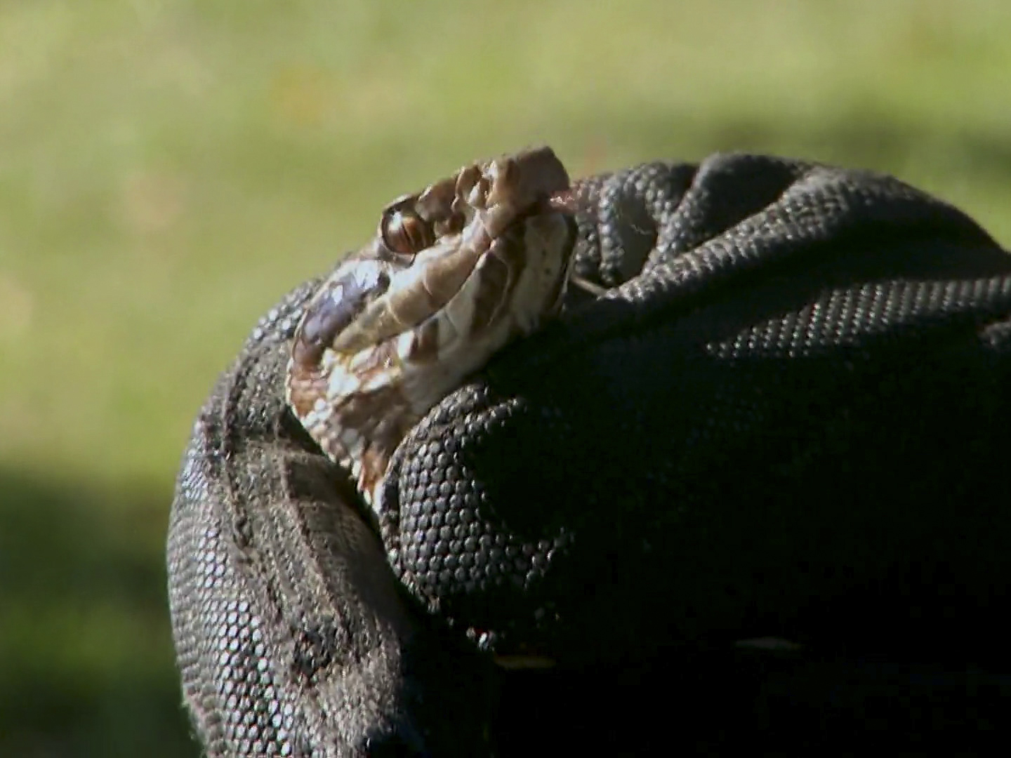 Prime Video: Swamp Brothers - Season 1