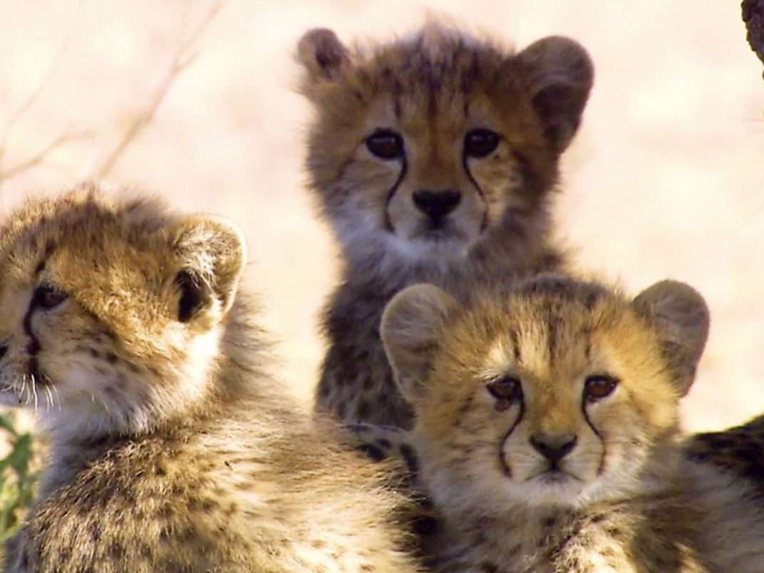 Prime Video: The Cute Ones - Season 1