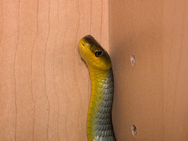 Prime Video: Snake Boss