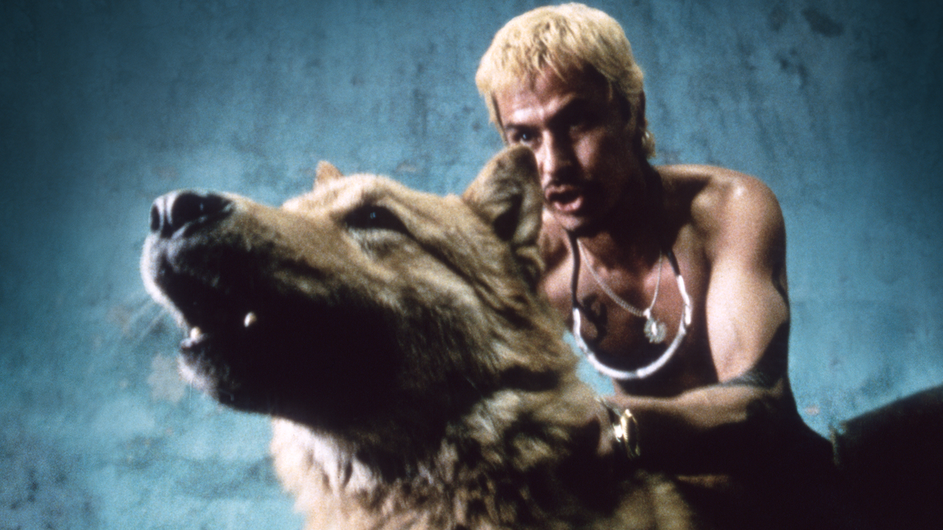 Watch Amores perros | Prime Video