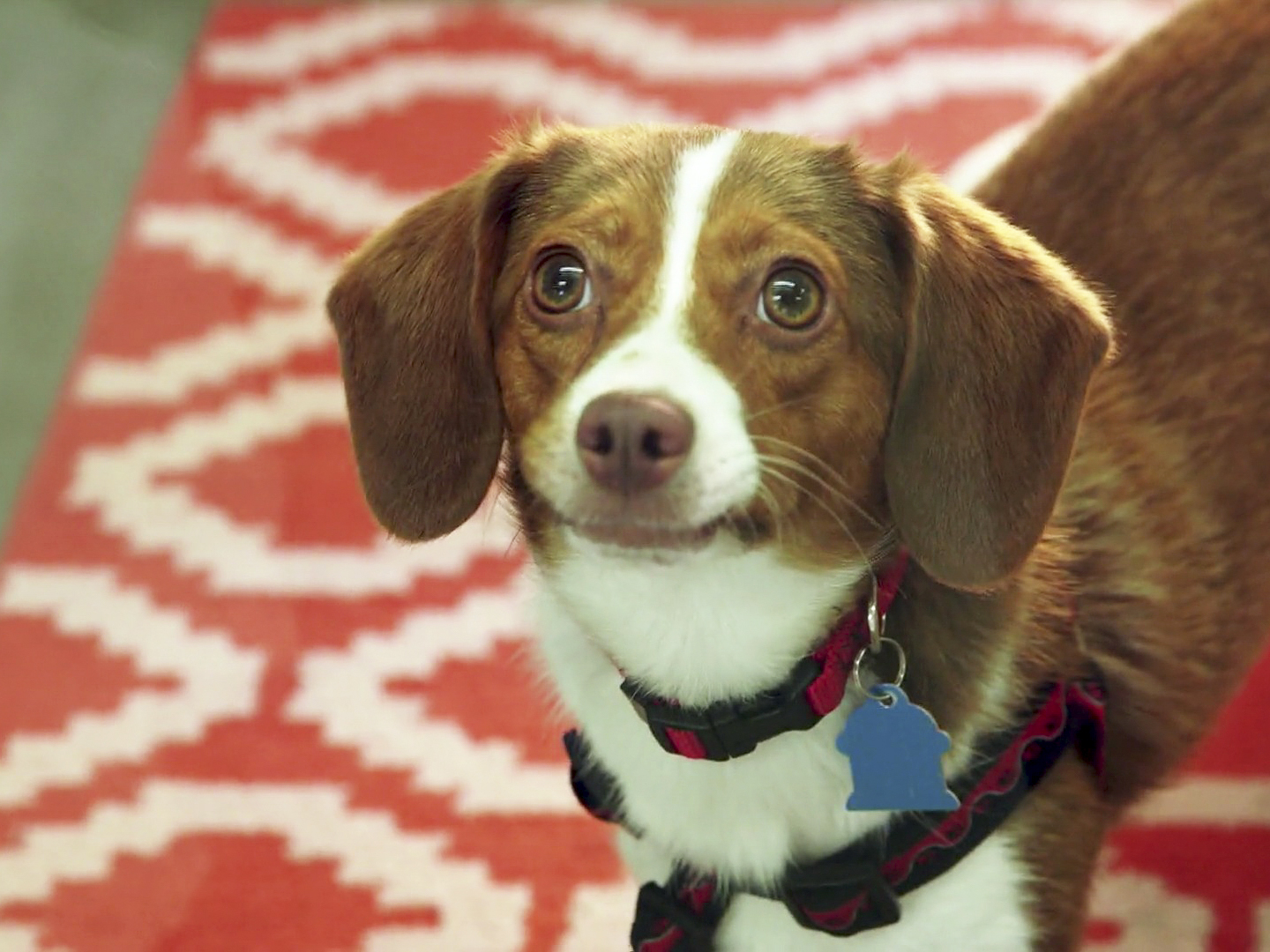 Prime Video: Pet Nation Renovation - Season 1