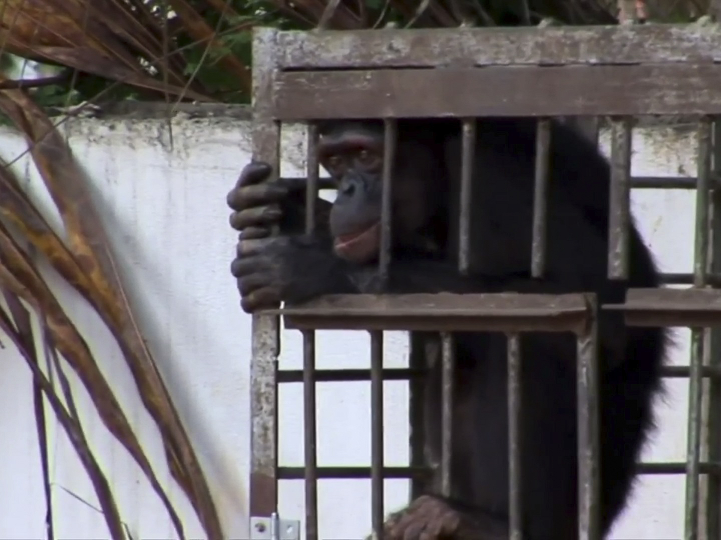 Prime Video: Escape to Chimp Eden - Season 1