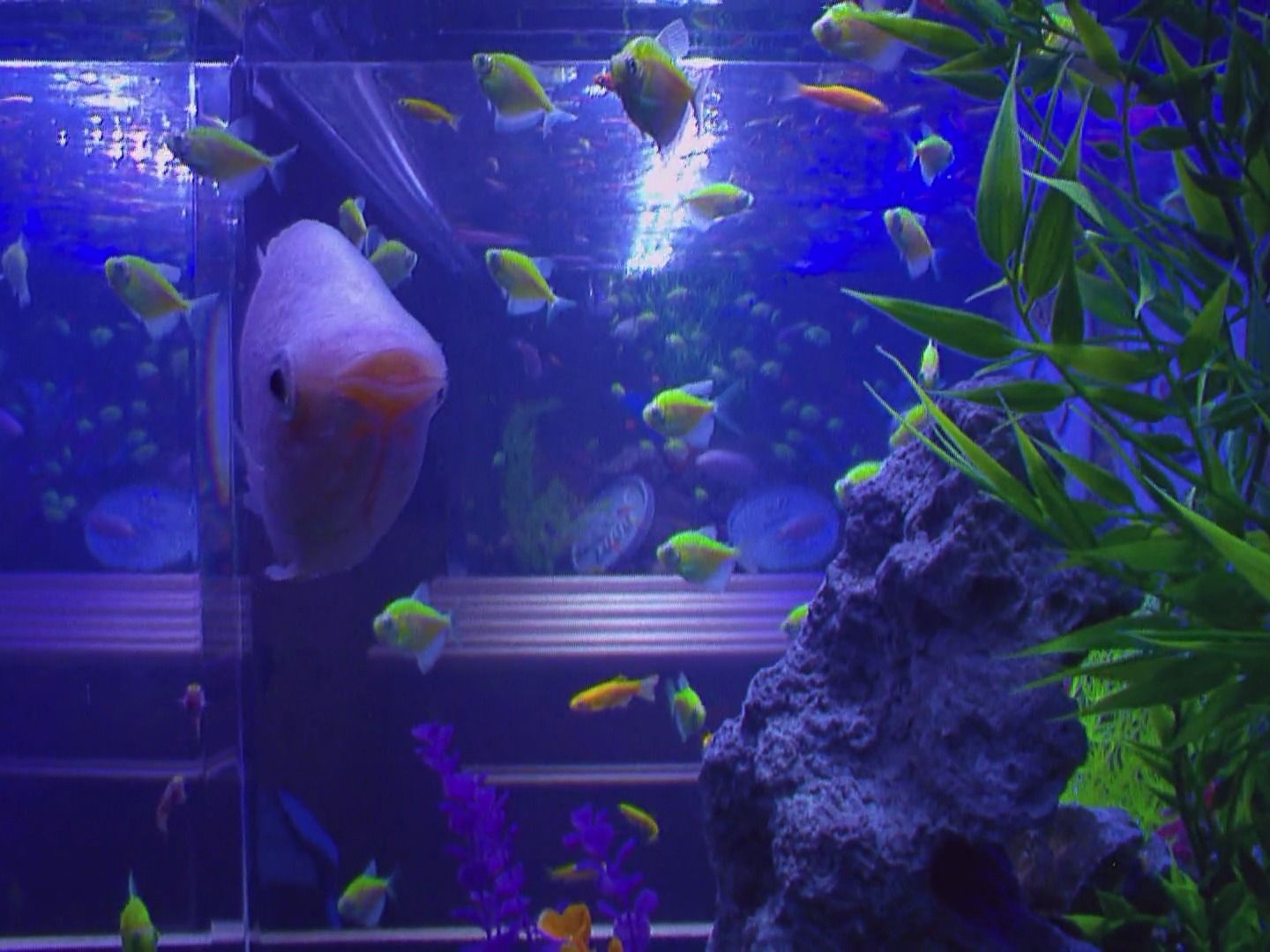 Prime Video: Tanked - Season 2