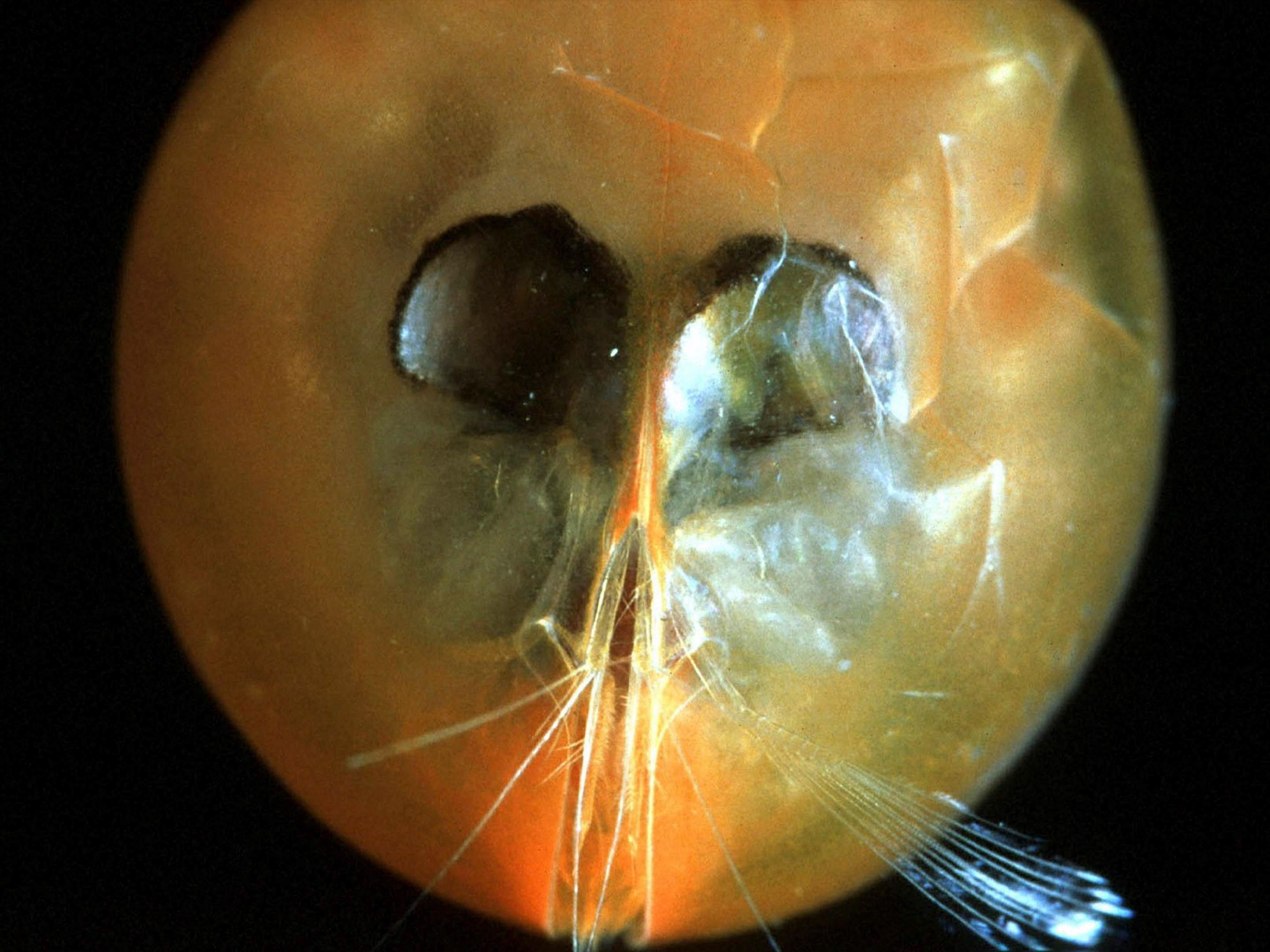 Prime Video: Blue Planet: Seas of Life - Season 1