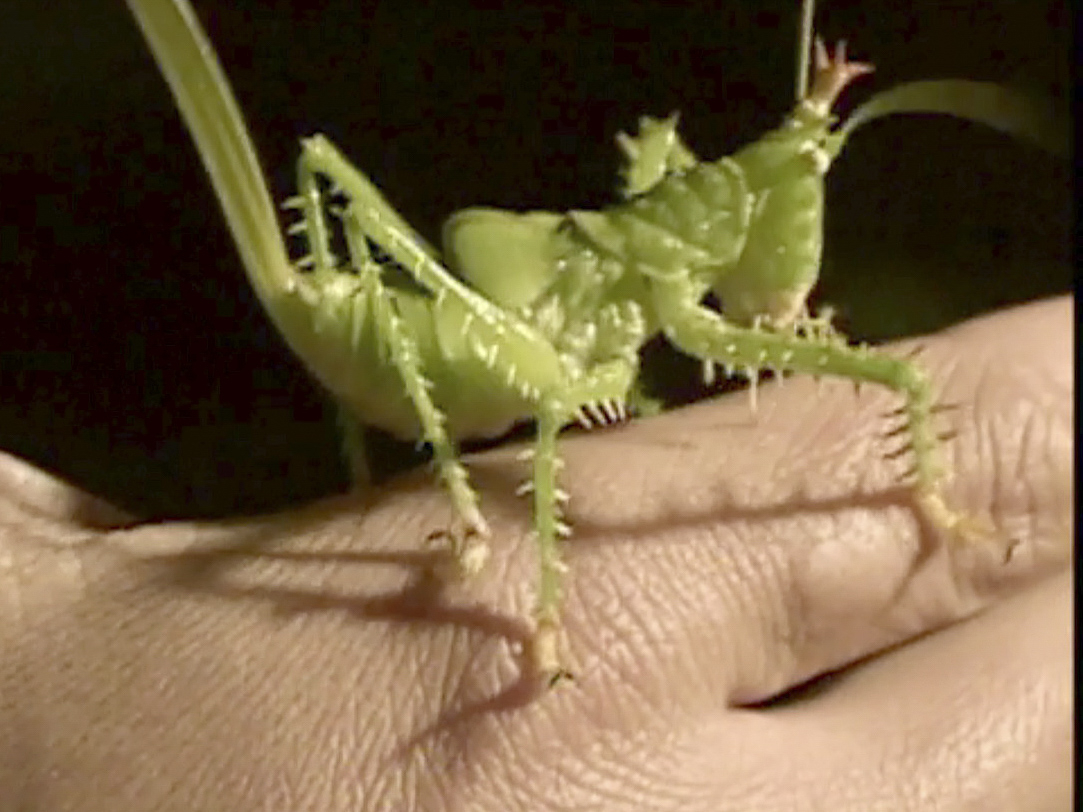 Prime Video: The Jeff Corwin Experience - Season 1